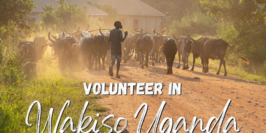 Volunteer in Africa for FREE | Exchange Your Skills For Accommodation