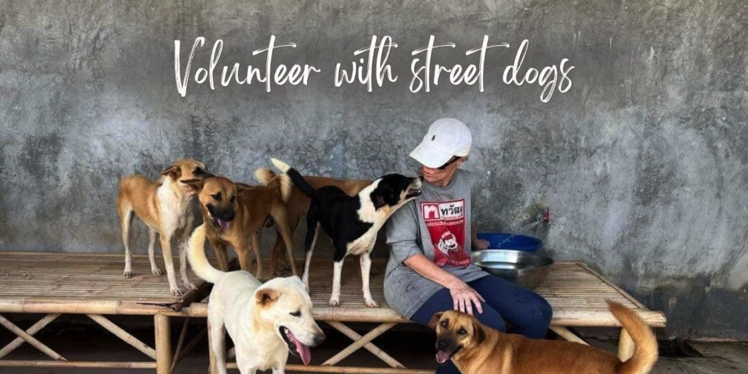 Join our animal-friendly community & volunteer for dogs