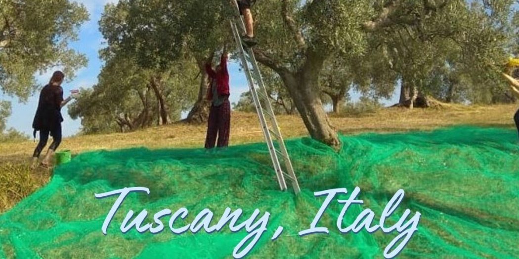 Volunteer work in Italy - help with farming and gardening